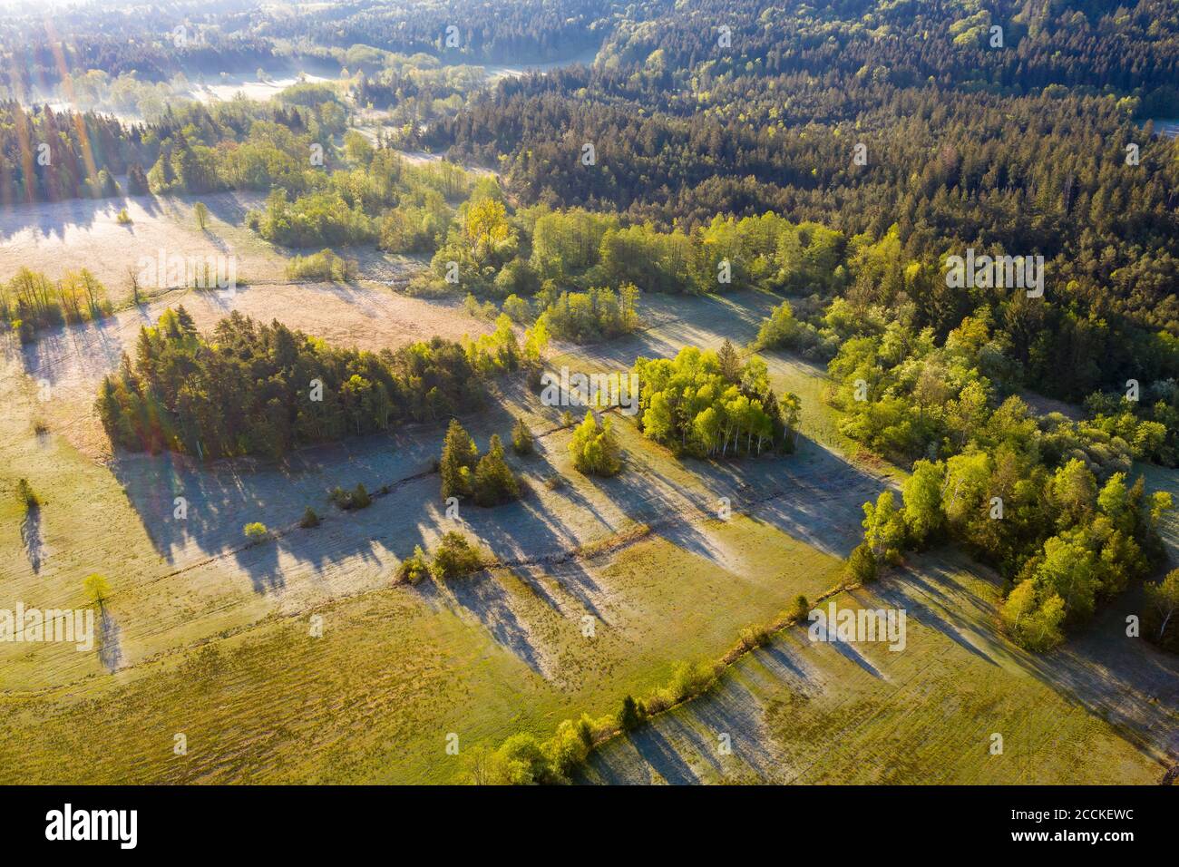 Drone view of green summer forest at dawn Stock Photo - Alamy