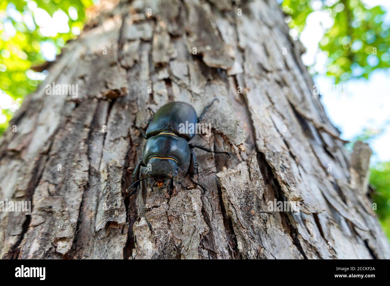 Beetle tree hi-res stock photography and images - Alamy