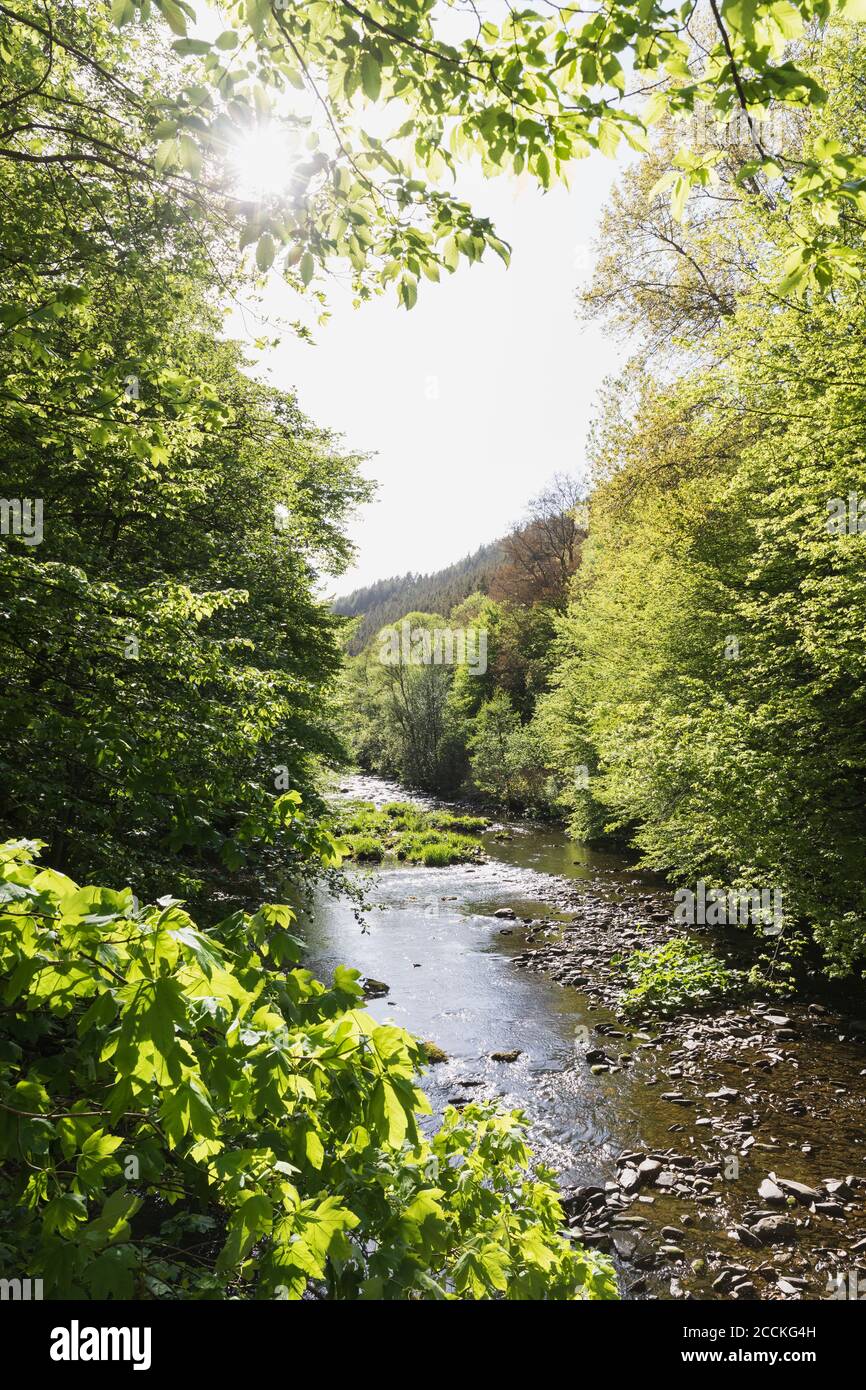 Rur river flowing through High Fens - Eifel Nature Park in spring Stock ...