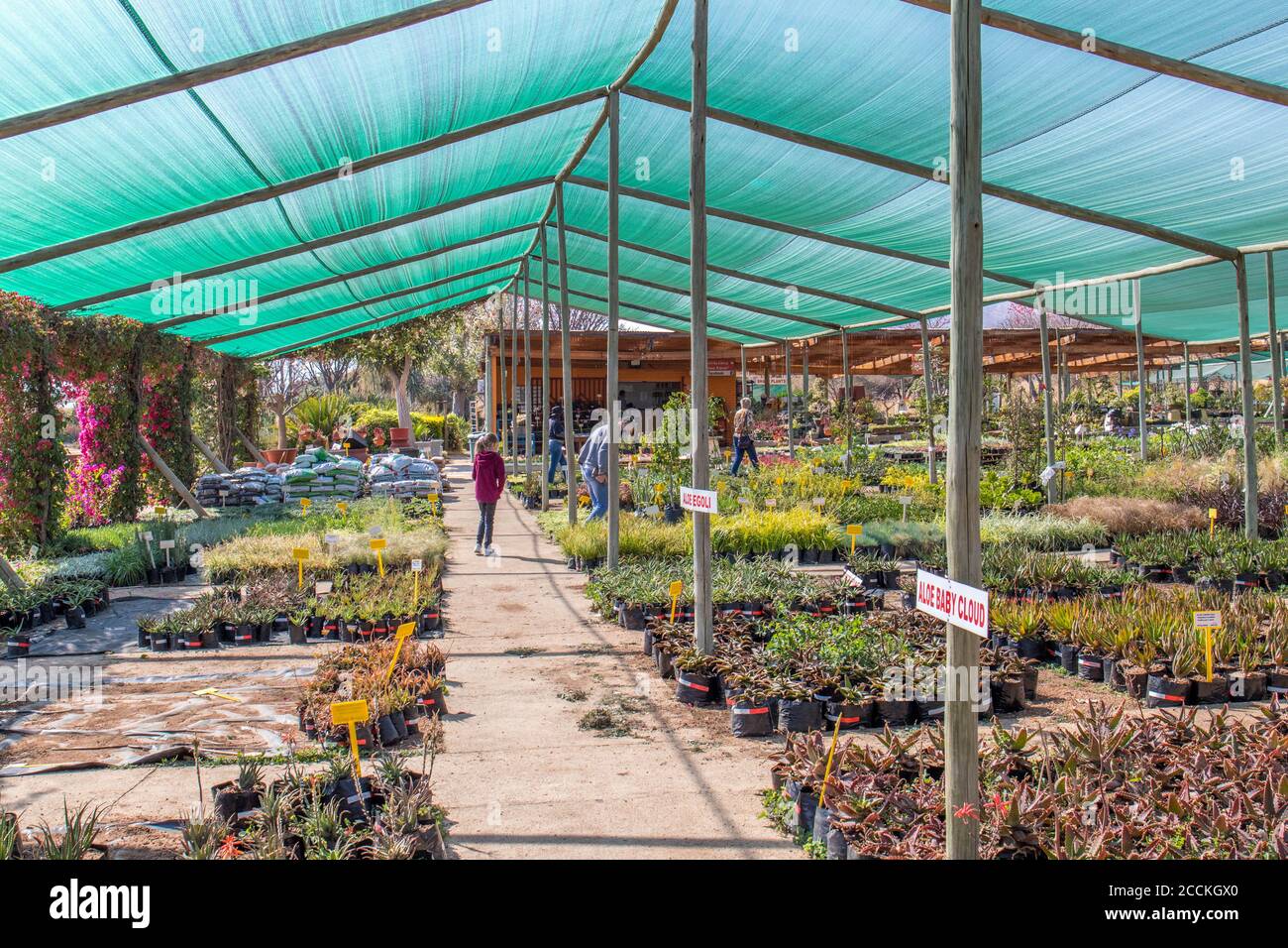 Hartebeespoort, South Africa - the Aloe Farm is a popular venue to ...