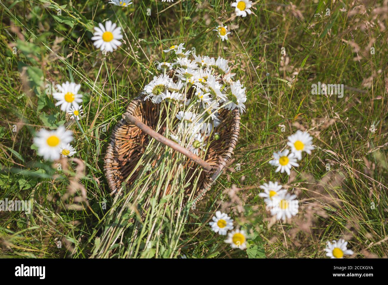 Picked daisy flower hi-res stock photography and images - Alamy