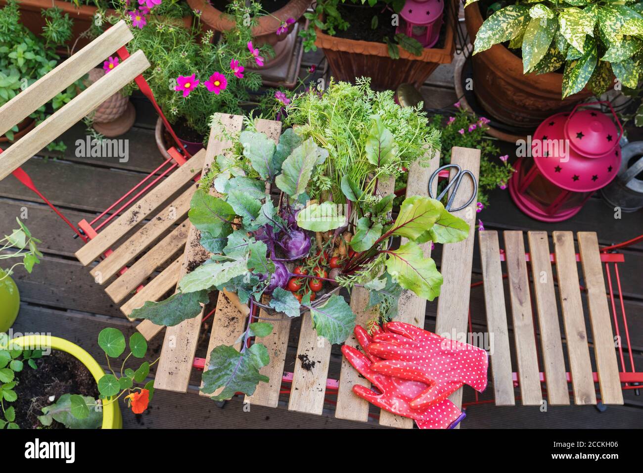 Potted vegetables tomato plant hi-res stock photography and images - Alamy
