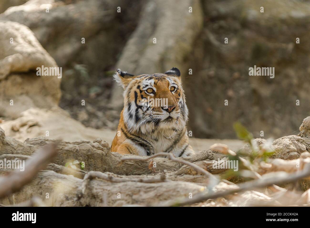 Tiger behind a tree hi-res stock photography and images - Alamy