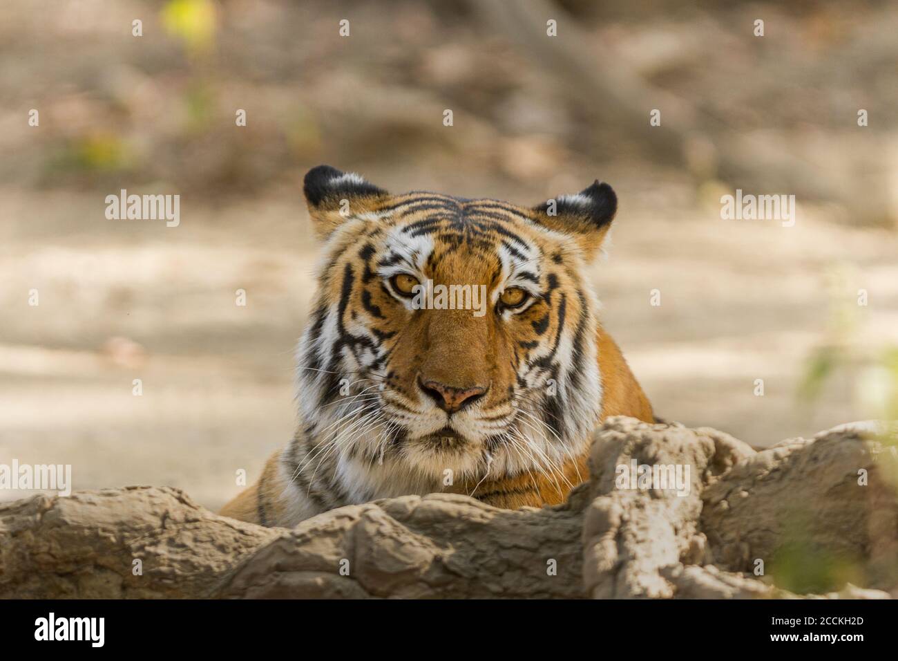 Tiger national park reserve hi-res stock photography and images - Alamy