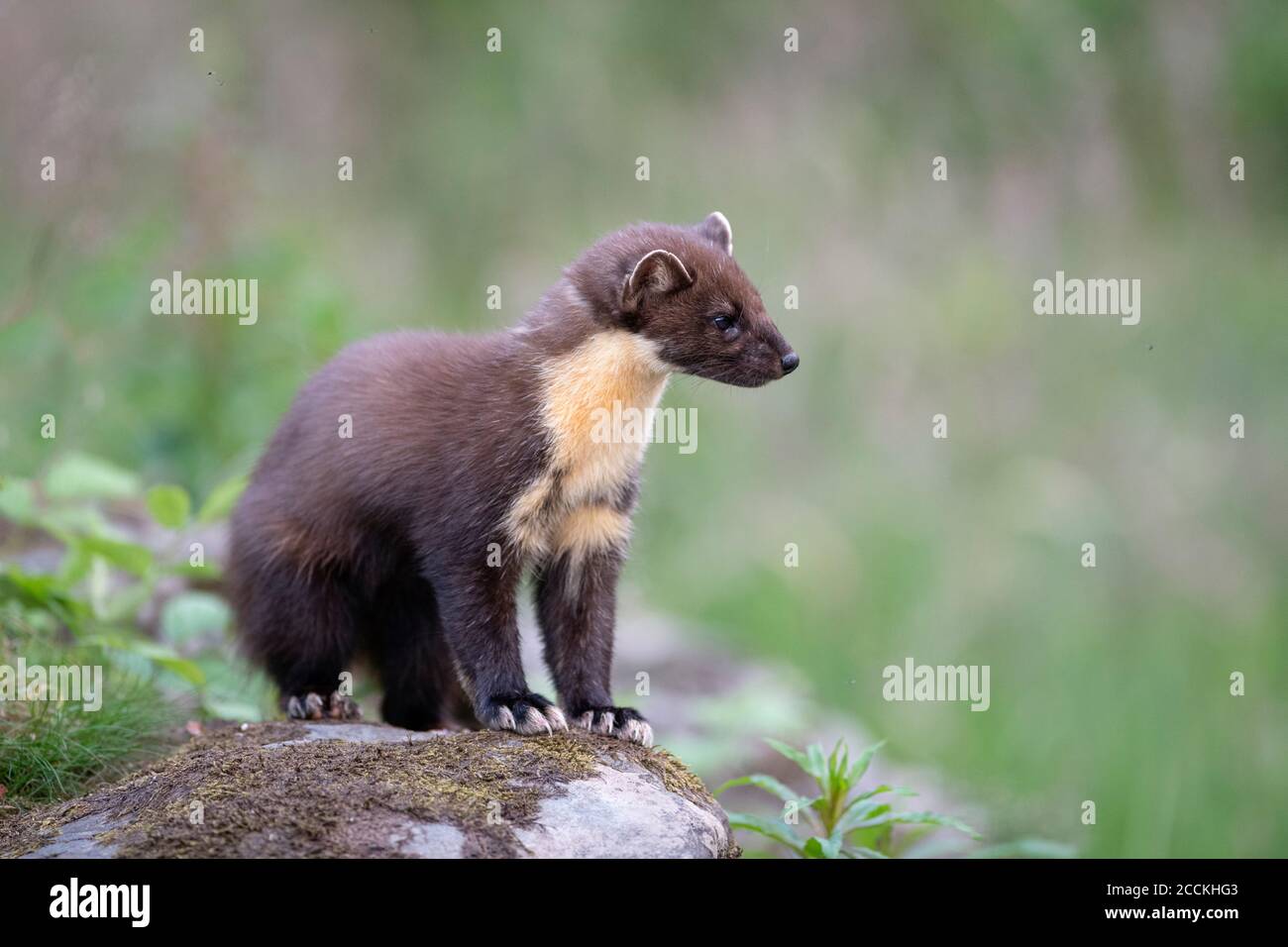 Portrait of marten standing outdoors Stock Photo - Alamy