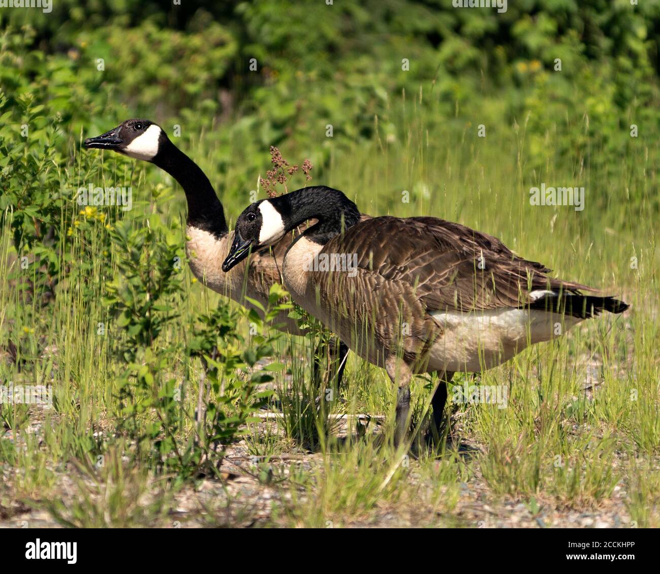 Canadian Geese couple close-up profile view eating grass with a foliage ...