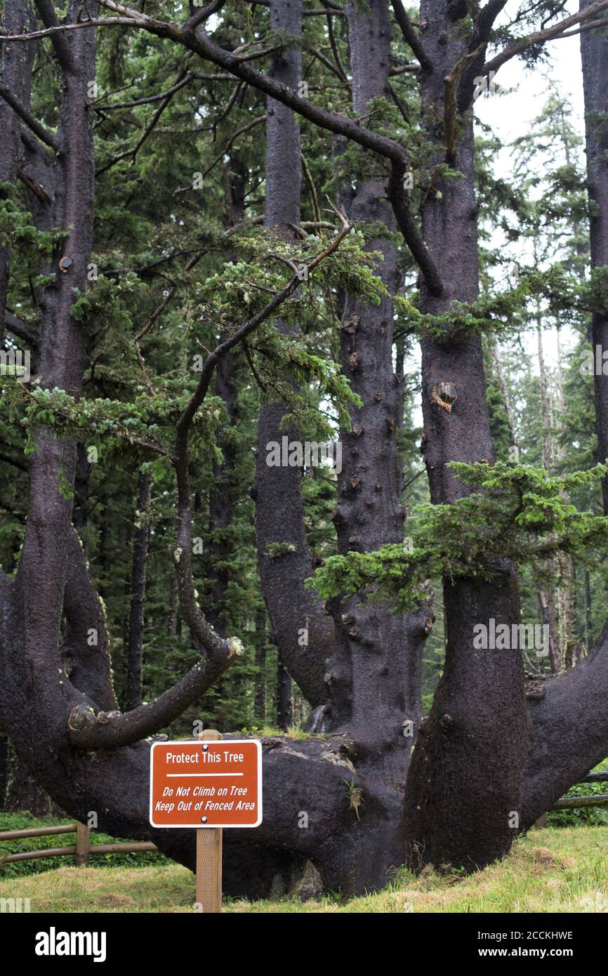 Octopus tree hi-res stock photography and images - Alamy