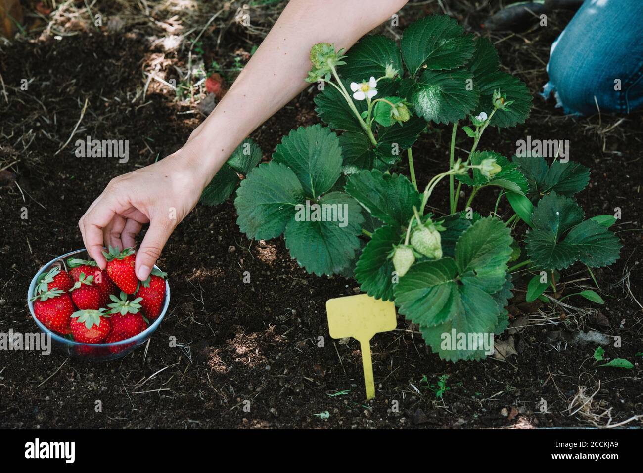 Close-up of woman hand picking strawberries from plants in community ...