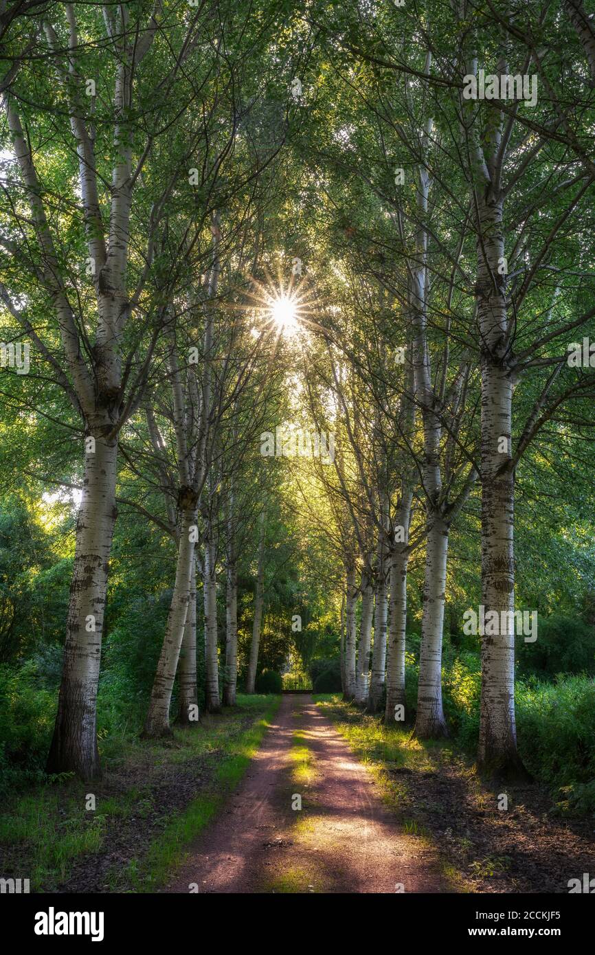 Sun shining through birch trees along dirt road hi-res stock ...