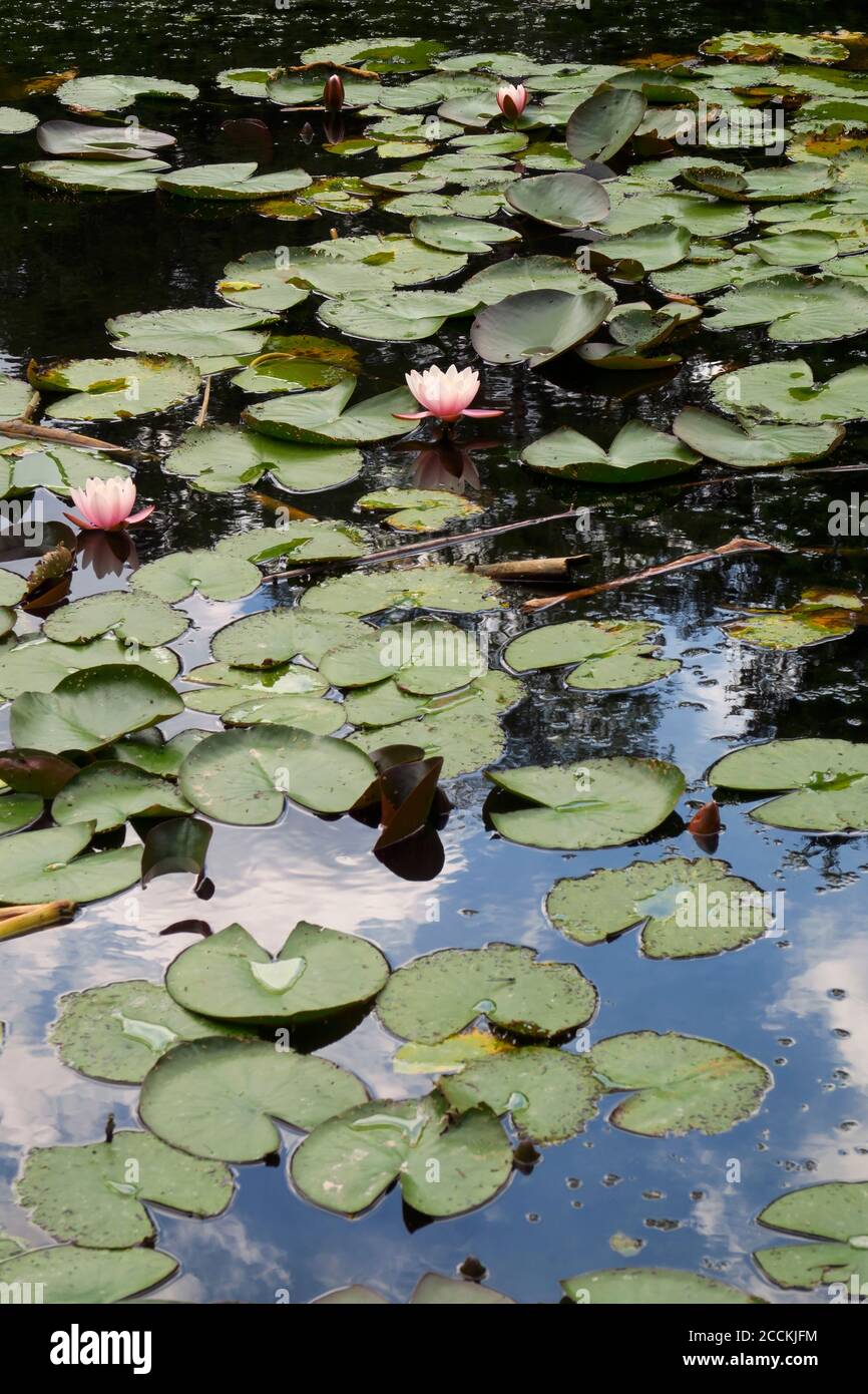 Water lilies floating in pond Stock Photo - Alamy
