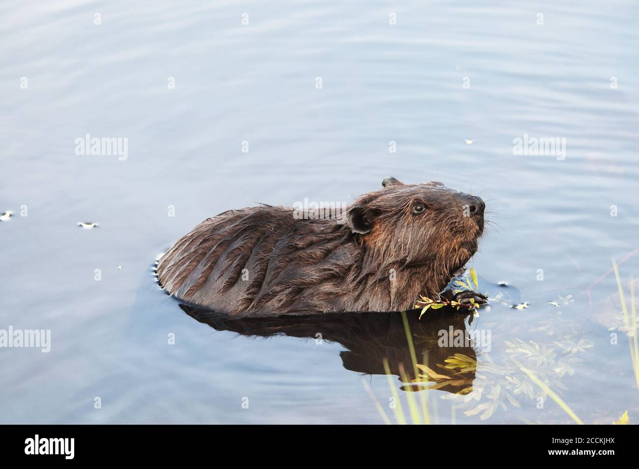 Beaver close-up profile eating in the water displaying its brown fur ...