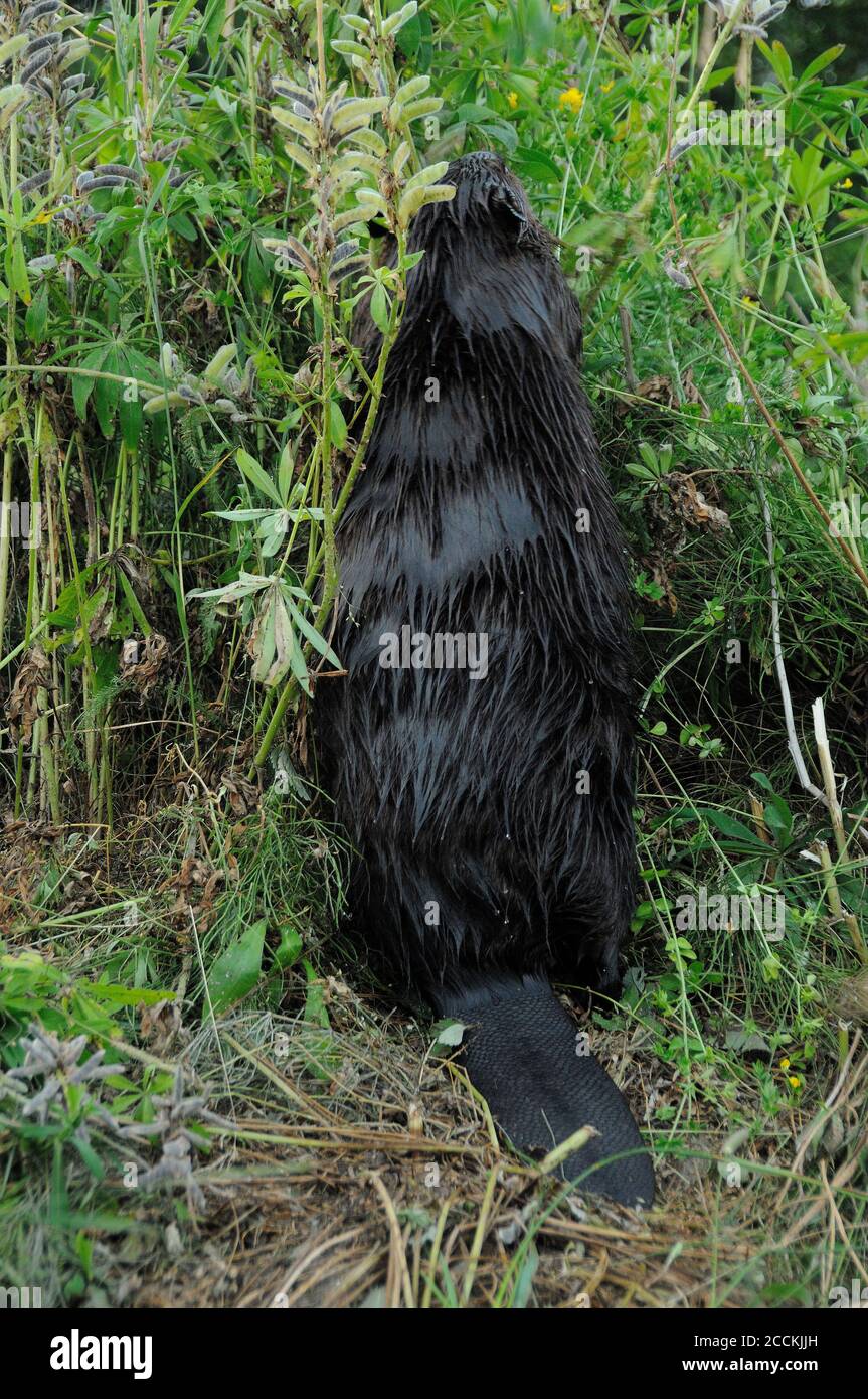 Beaver close-up profile rear view in the forest eating foliage ...