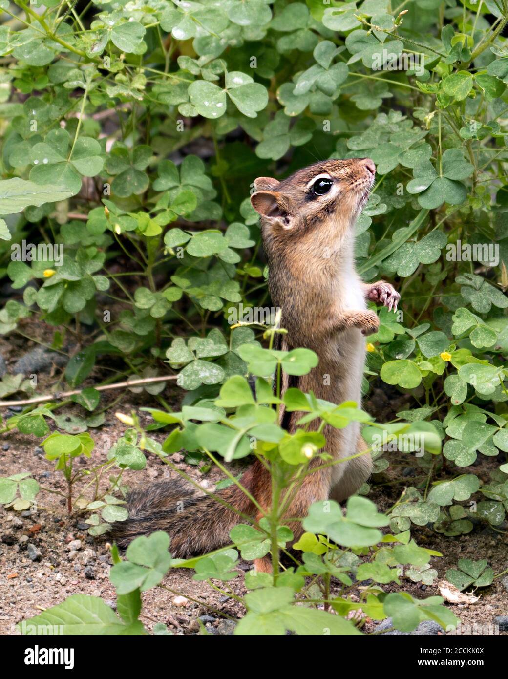 Chipmunk close-up standing on its back legs with a side profile view in ...