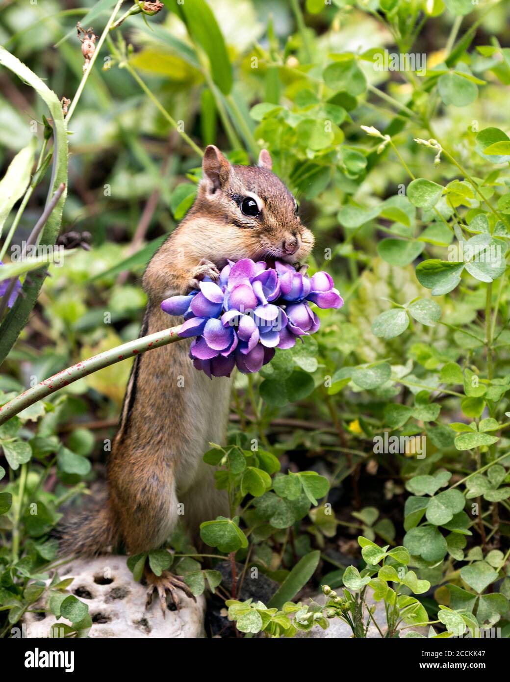 Chipmunk close-up profile view standing on a rock and smelling a ...