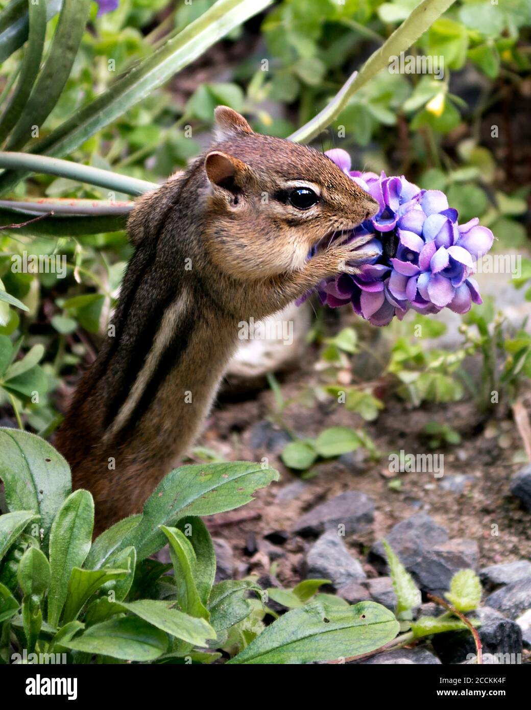 Chipmunk close-up profile side view playing and smelling a flower in ...