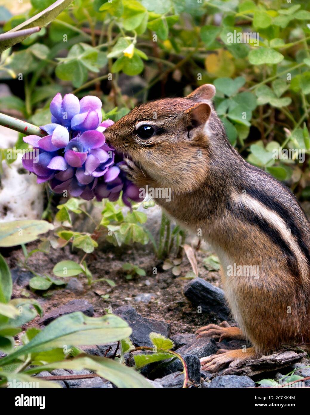 Chipmunk close-up profile side view smelling a wildflower in its ...
