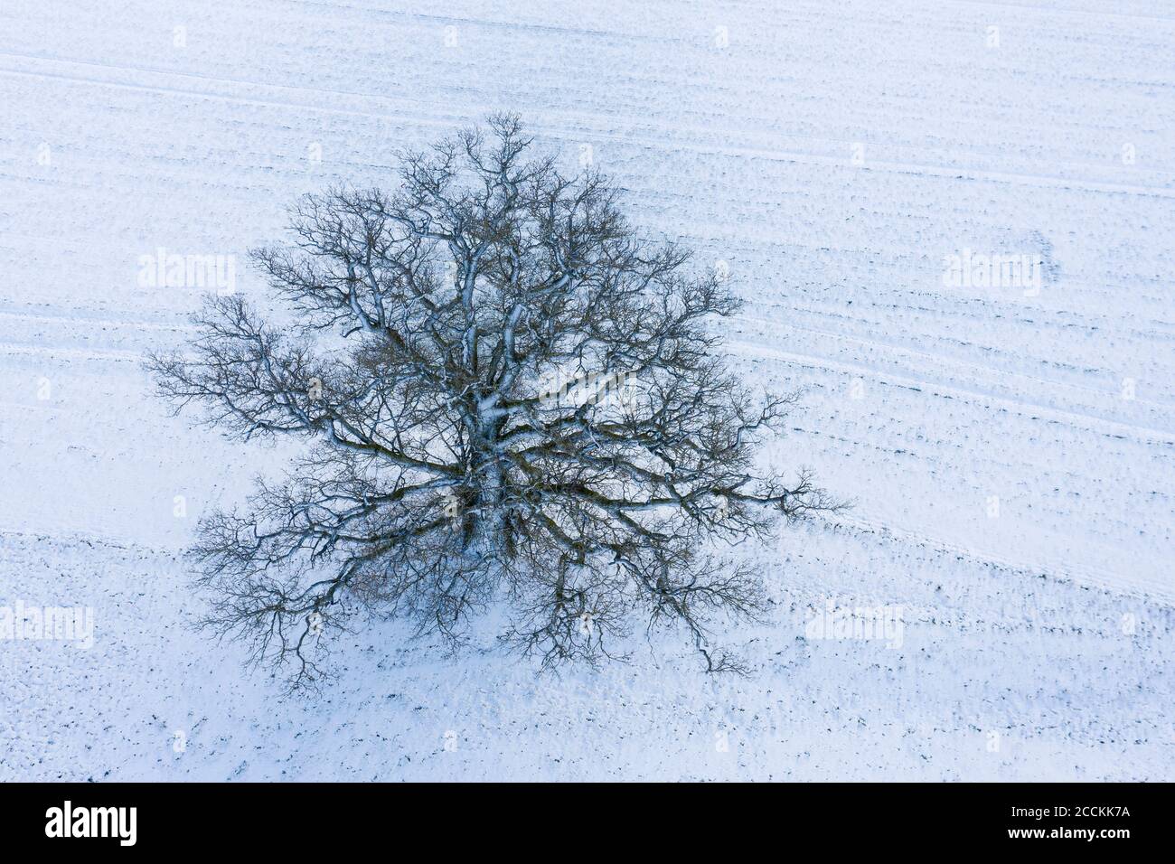 Drone view of bare oak tree in winter Stock Photo - Alamy