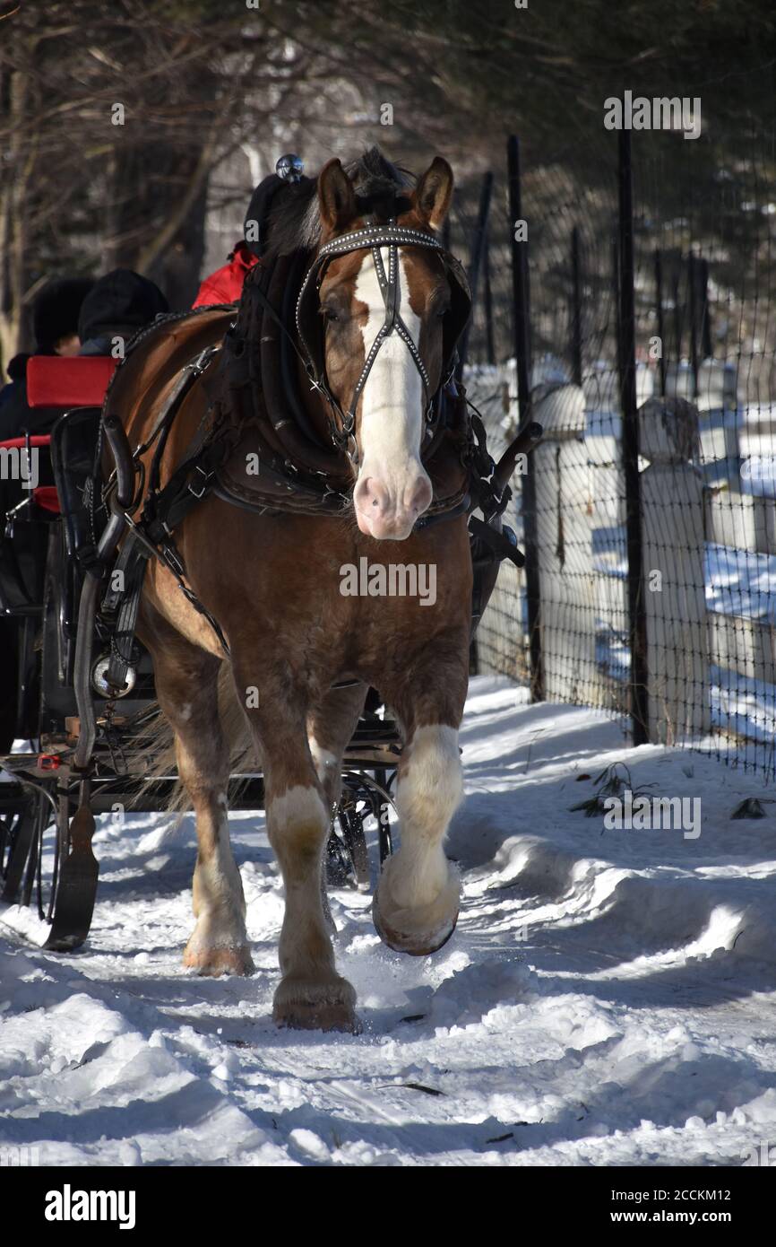 Percheron horse harnessed and pulling in the snow Stock Photo - Alamy