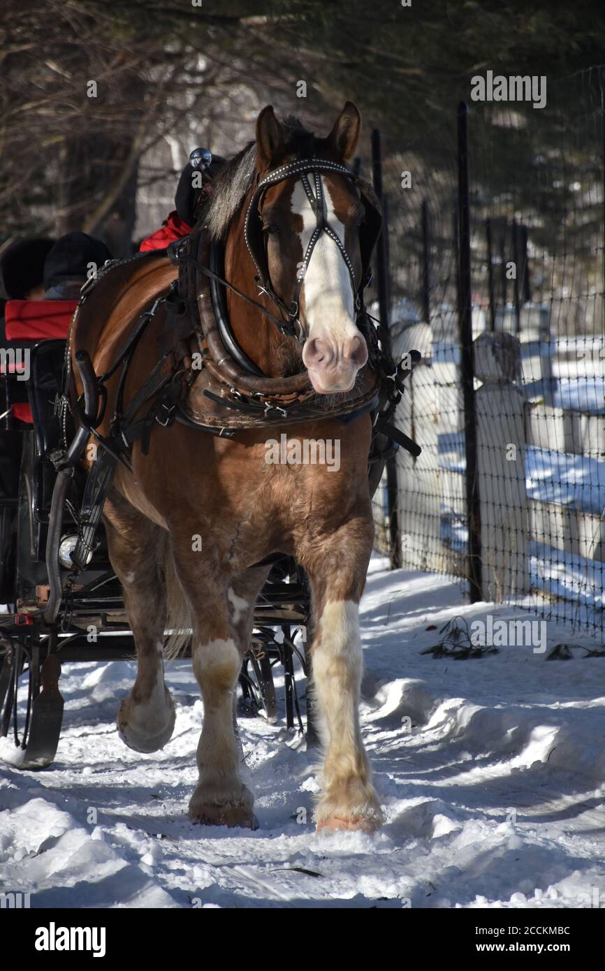 Horsedrawn sleigh ride in the winter snow Stock Photo - Alamy