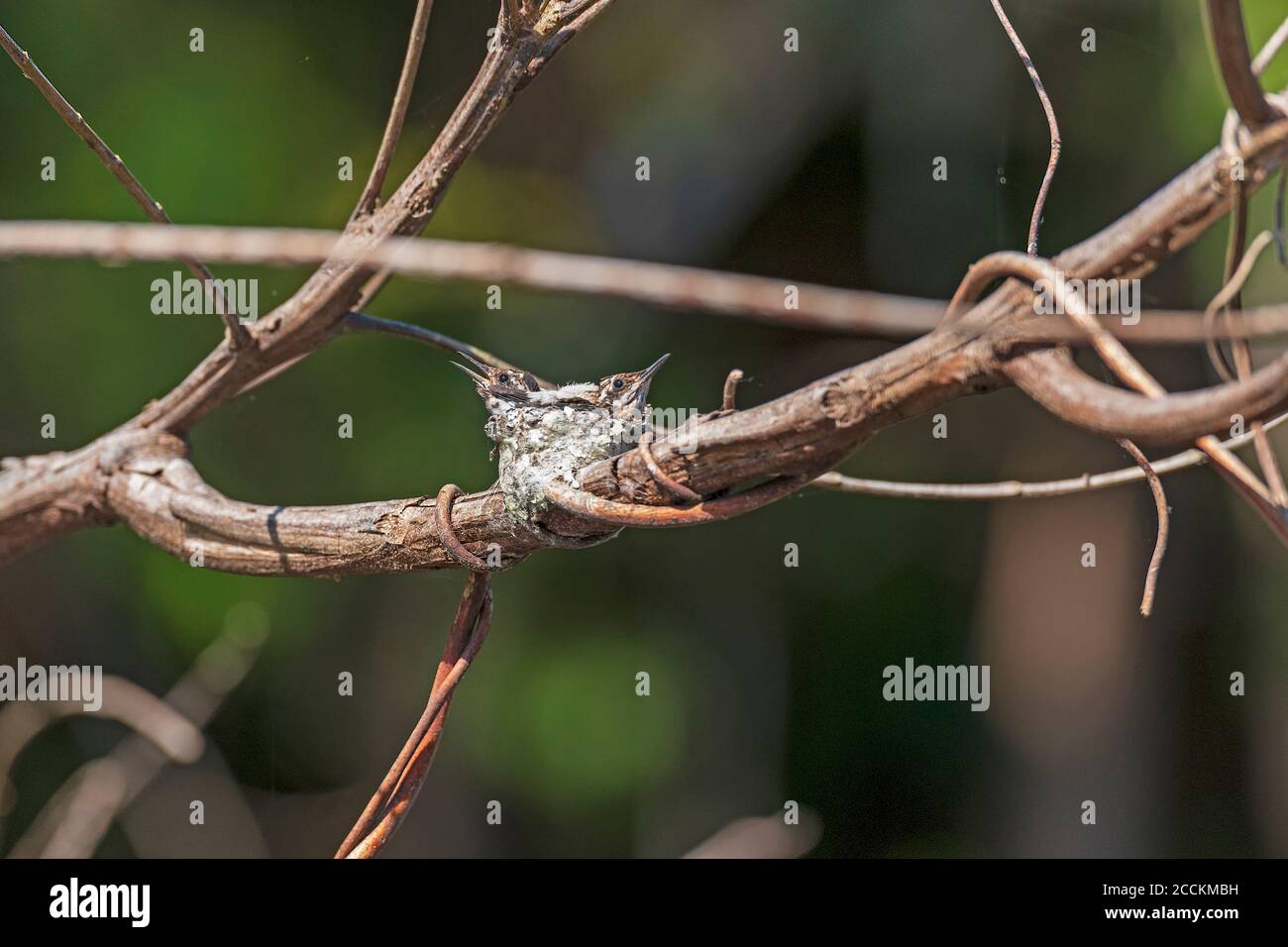 Pair of Black Thoated Mango Hummingbirds on Their Nest in the Amazon ...