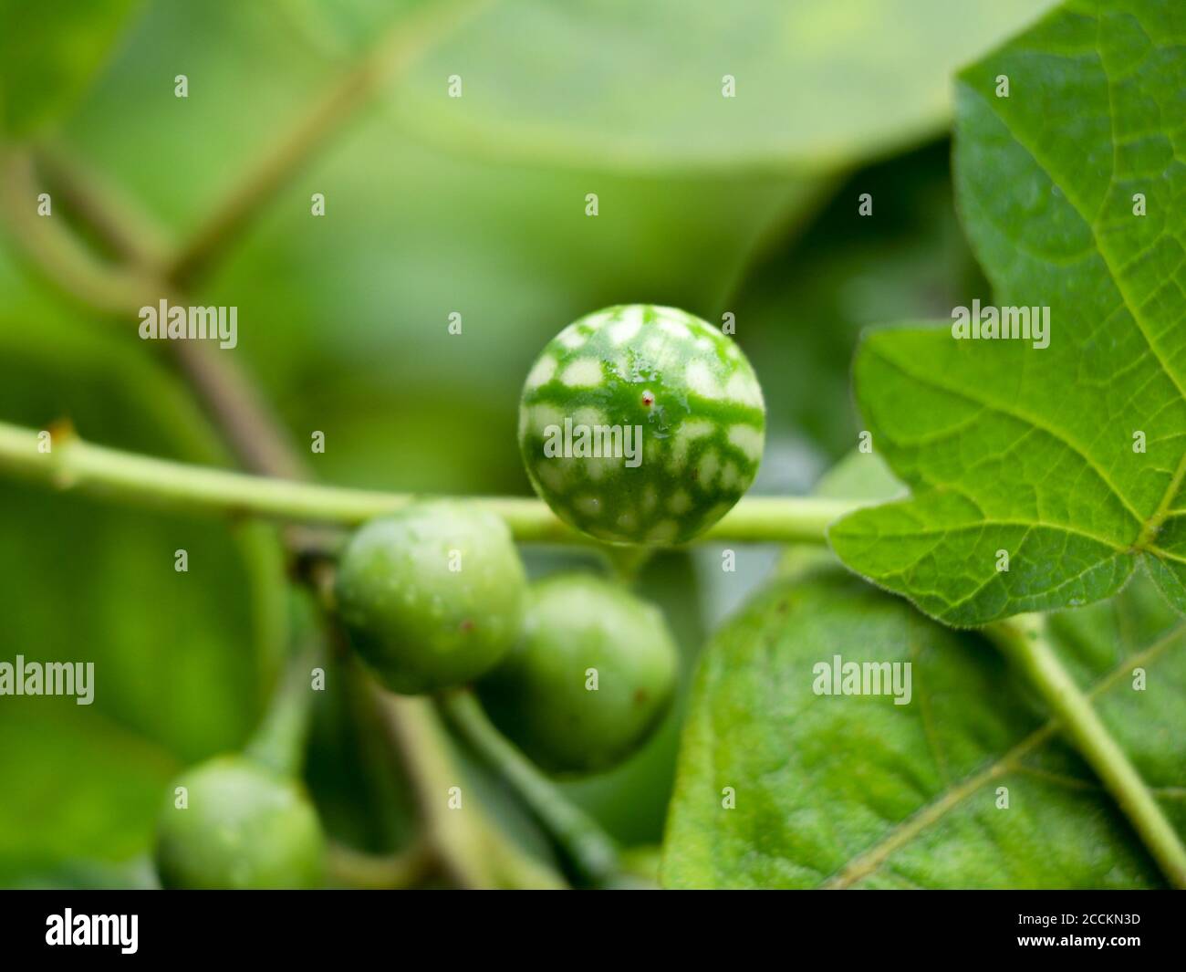 Raw Turkey berries or pea eggplant fruits known as Solanum torvum ...