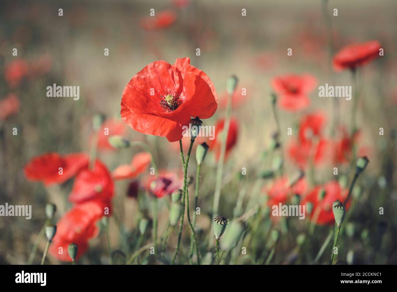 Poppies field in summer in germany hi-res stock photography and images ...