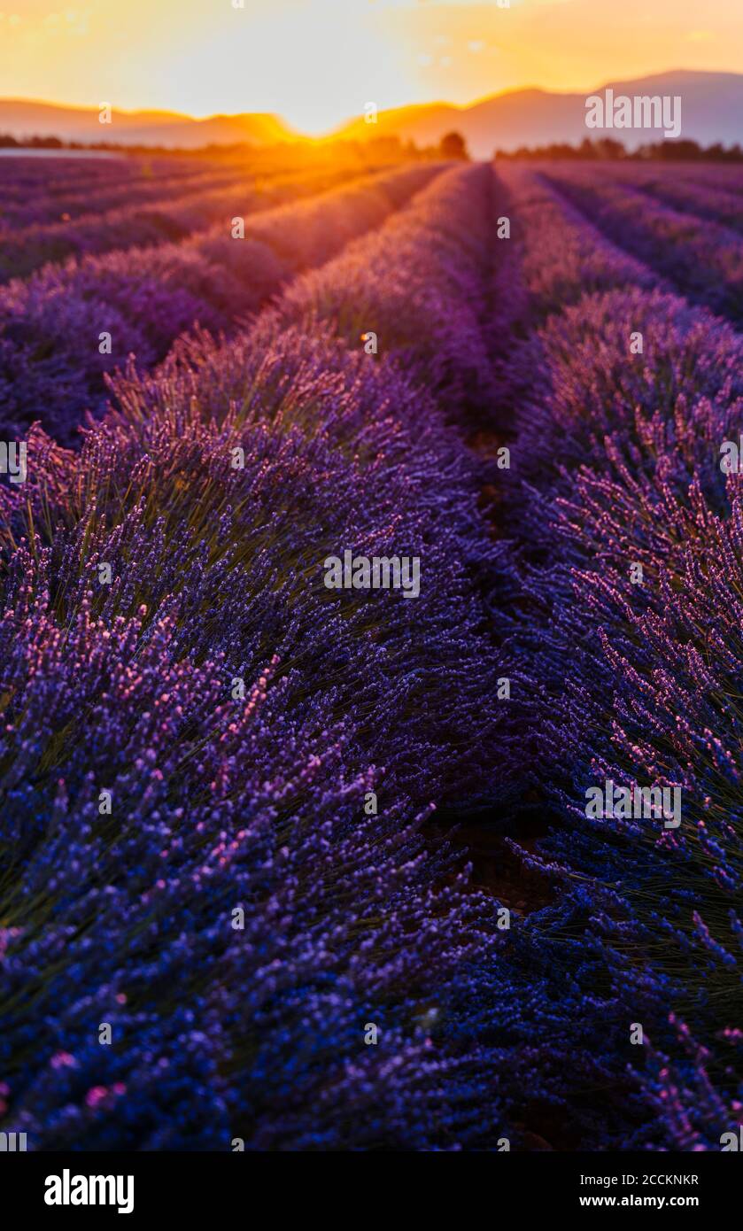 Vast lavender field at springtime sunrise Stock Photo - Alamy