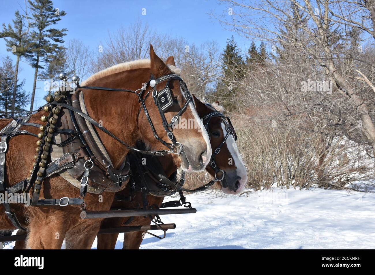 Pair of harnessed chestnut draught horses in the winter Stock Photo - Alamy