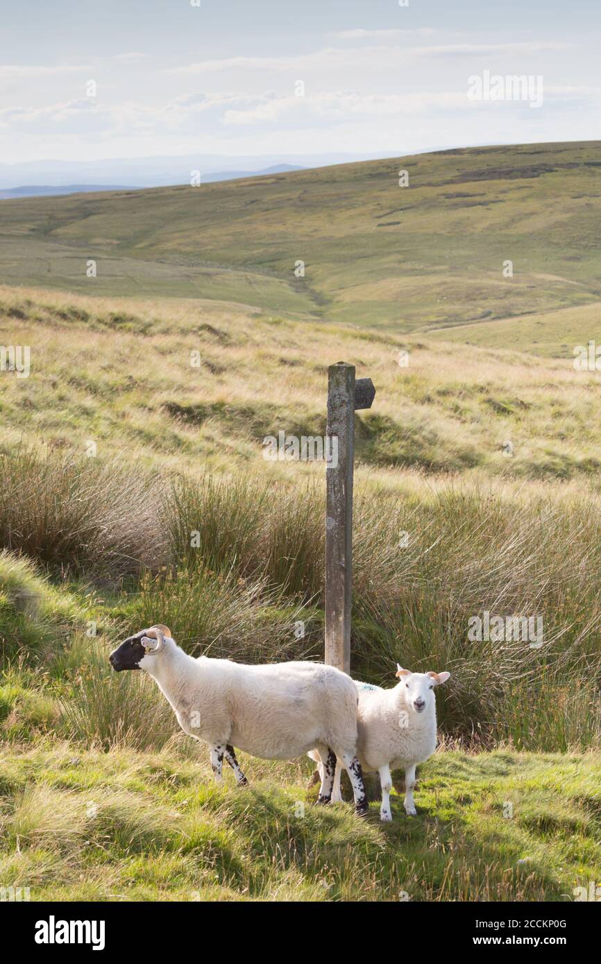 Black faced sheep by a footpath signpost near Chew Green above ...