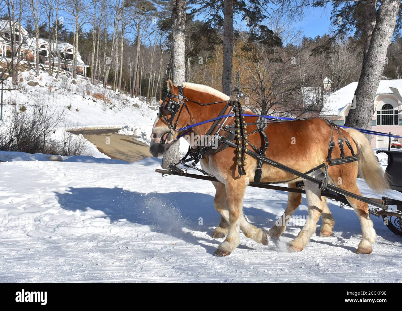 Horse drawn sleigh new hampshire hi-res stock photography and images ...