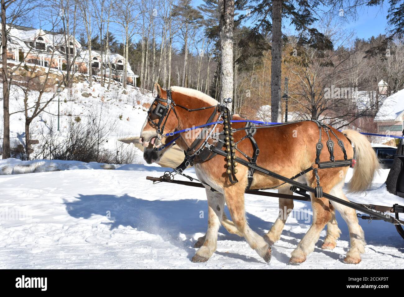 Sweet pair of chestnut draft horse team pulling a sleigh Stock Photo ...