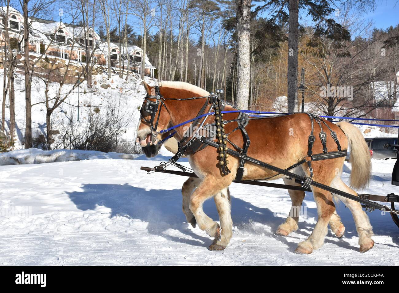 Cute pulling pair of chestnut draft horses in the winter Stock Photo ...