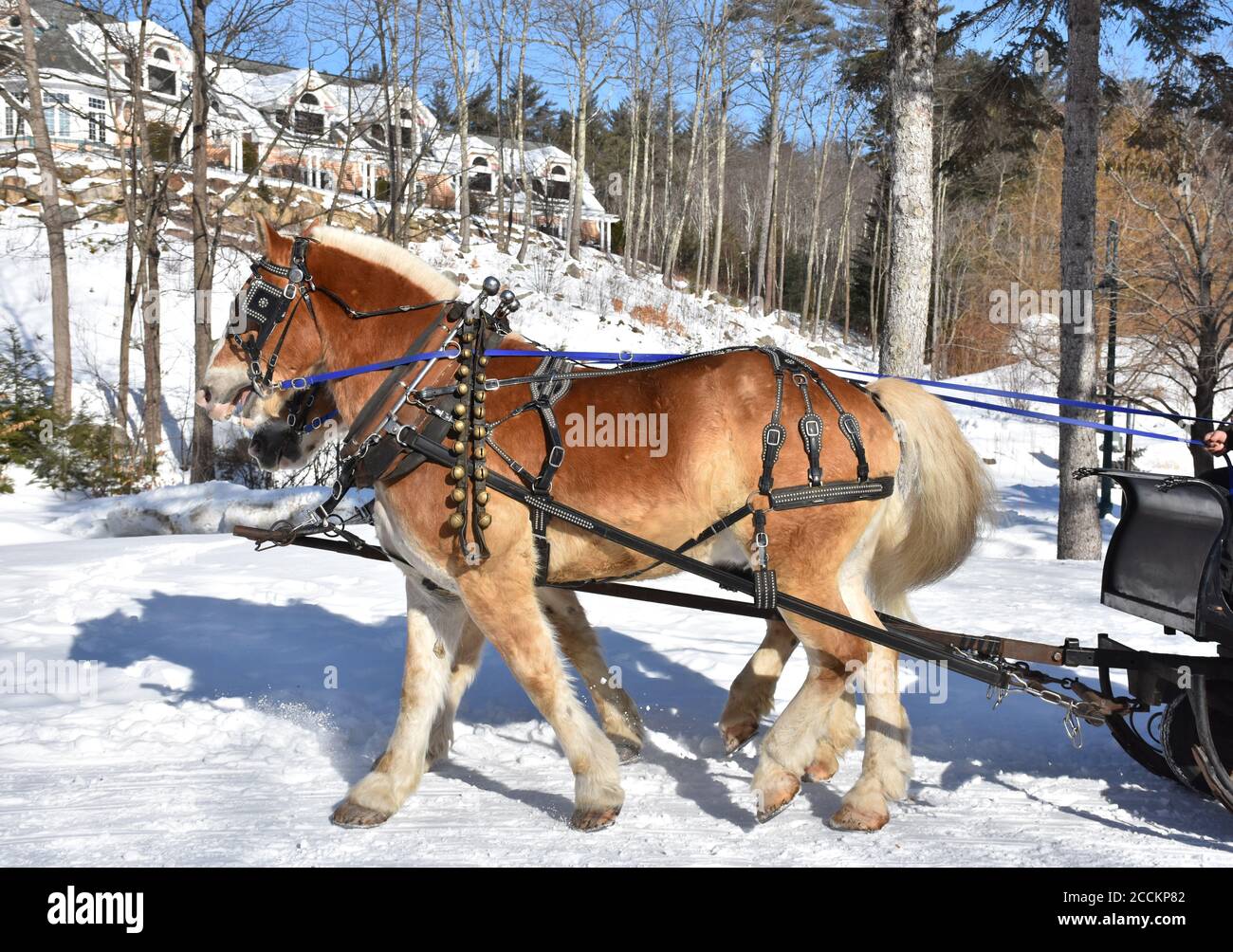 Pair of percheron horses pulling a sleigh in the snow Stock Photo - Alamy