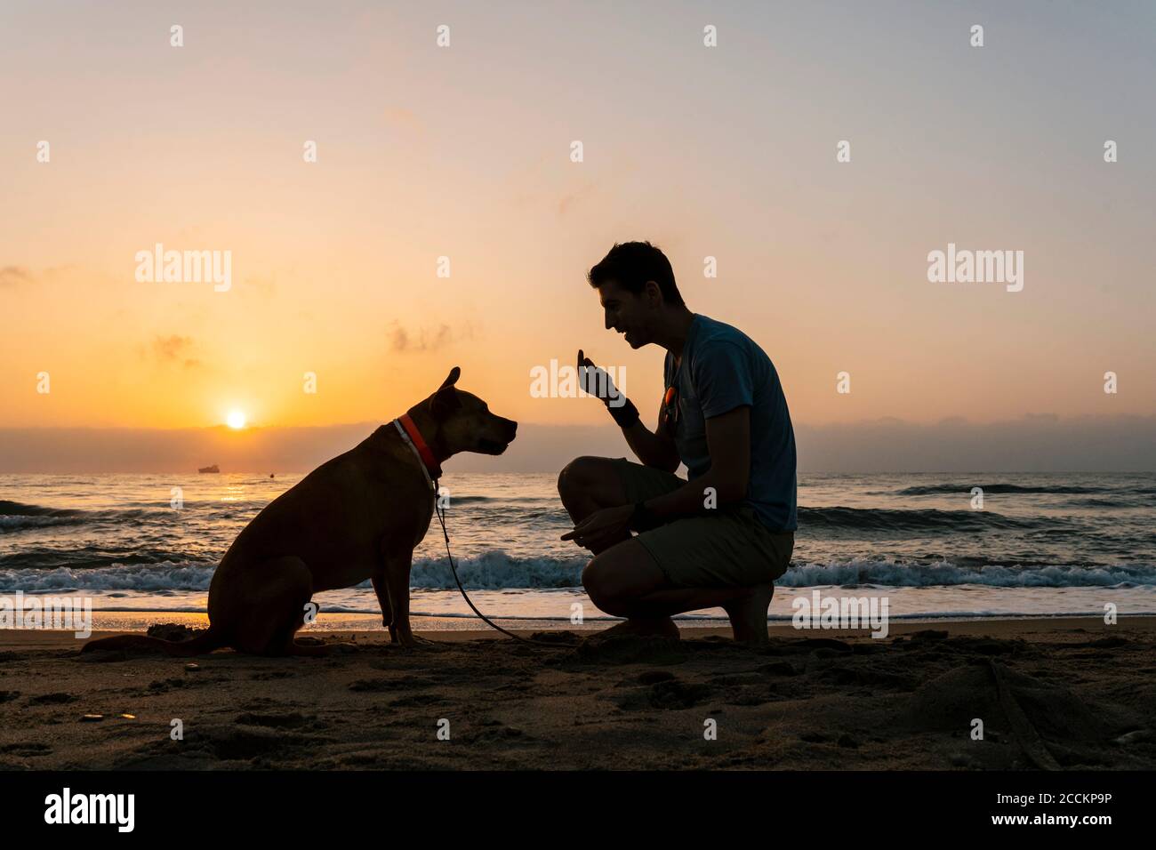 Talking dog hi-res stock photography and images - Alamy