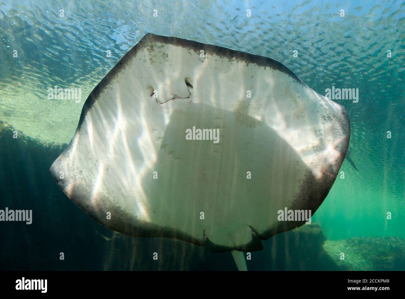 The close view of a swimming stingray from below (Nassau, Bahamas Stock ...