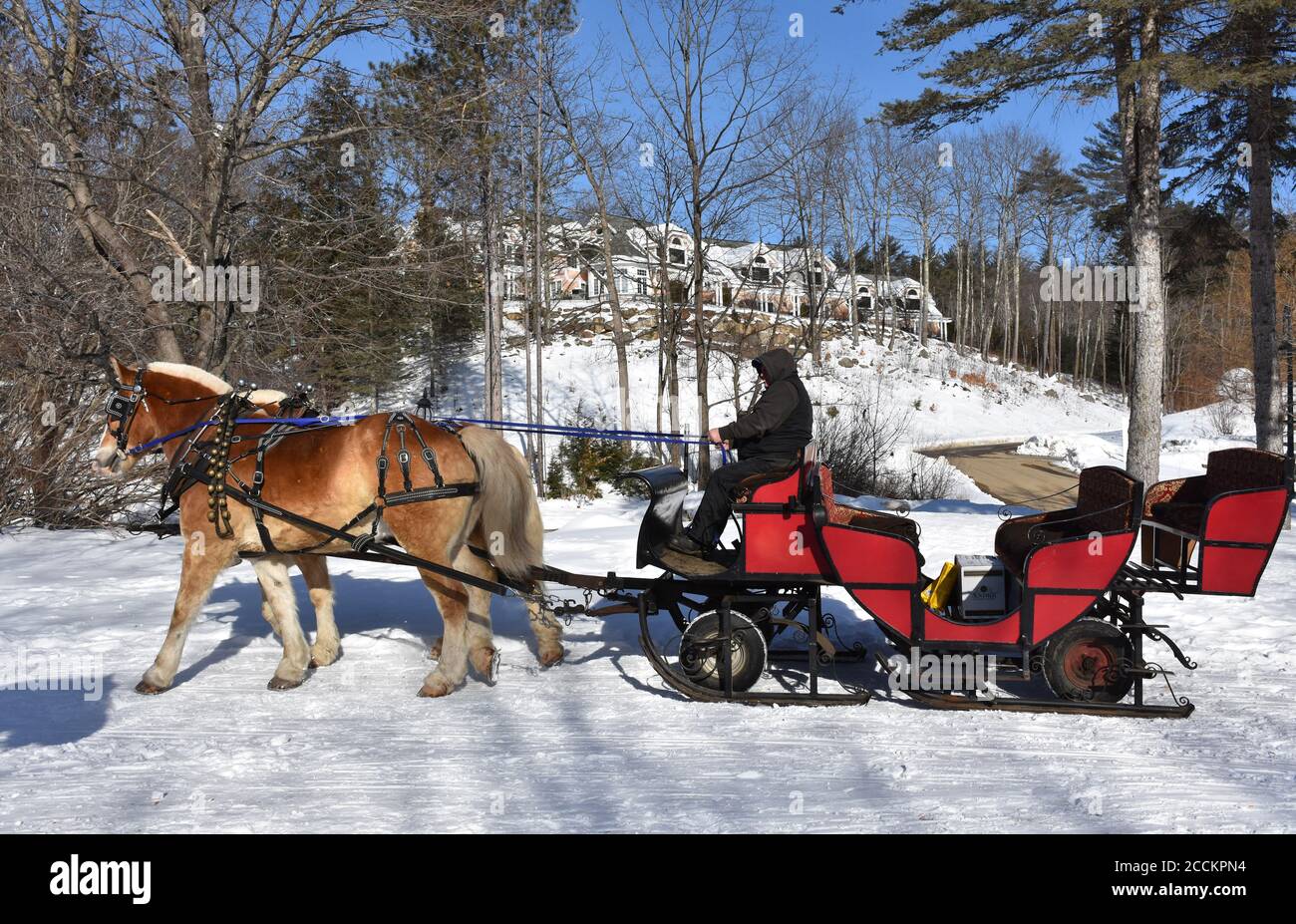 Winter with percheron draught horses pulling a red sleigh Stock Photo ...