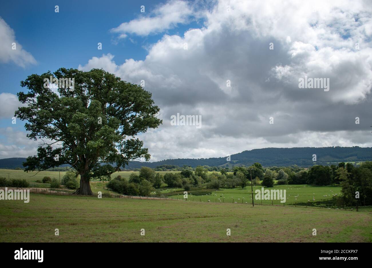 The Old Tom Tree, Shropshire Stock Photo - Alamy