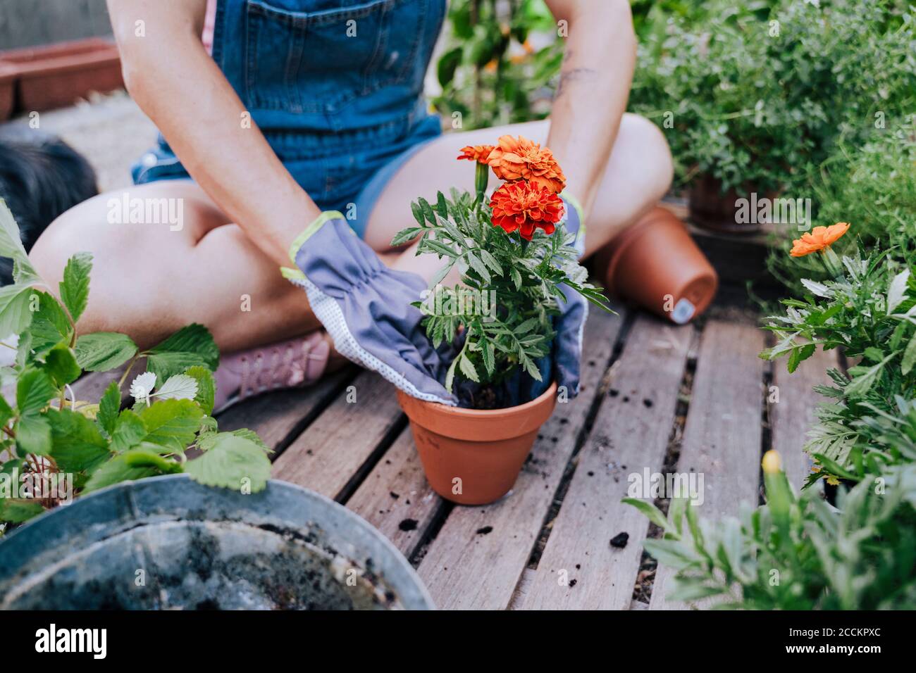 Cross section of flower pot hi-res stock photography and images - Alamy