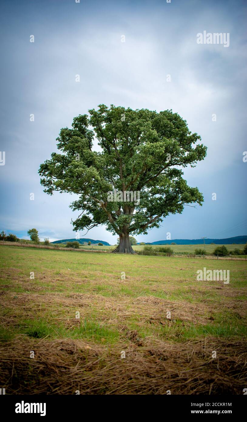 Tom oak hi-res stock photography and images - Alamy