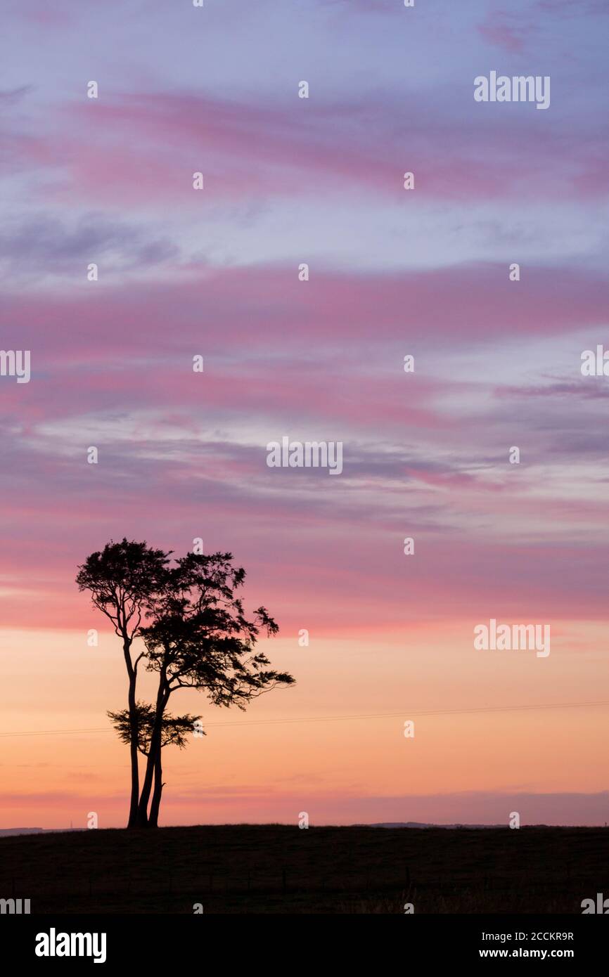 Tall trees silhouetted hi-res stock photography and images - Alamy