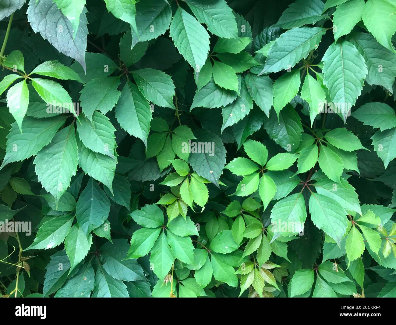 Foliage nature leaf tree plant background. Green summer forest garden ...