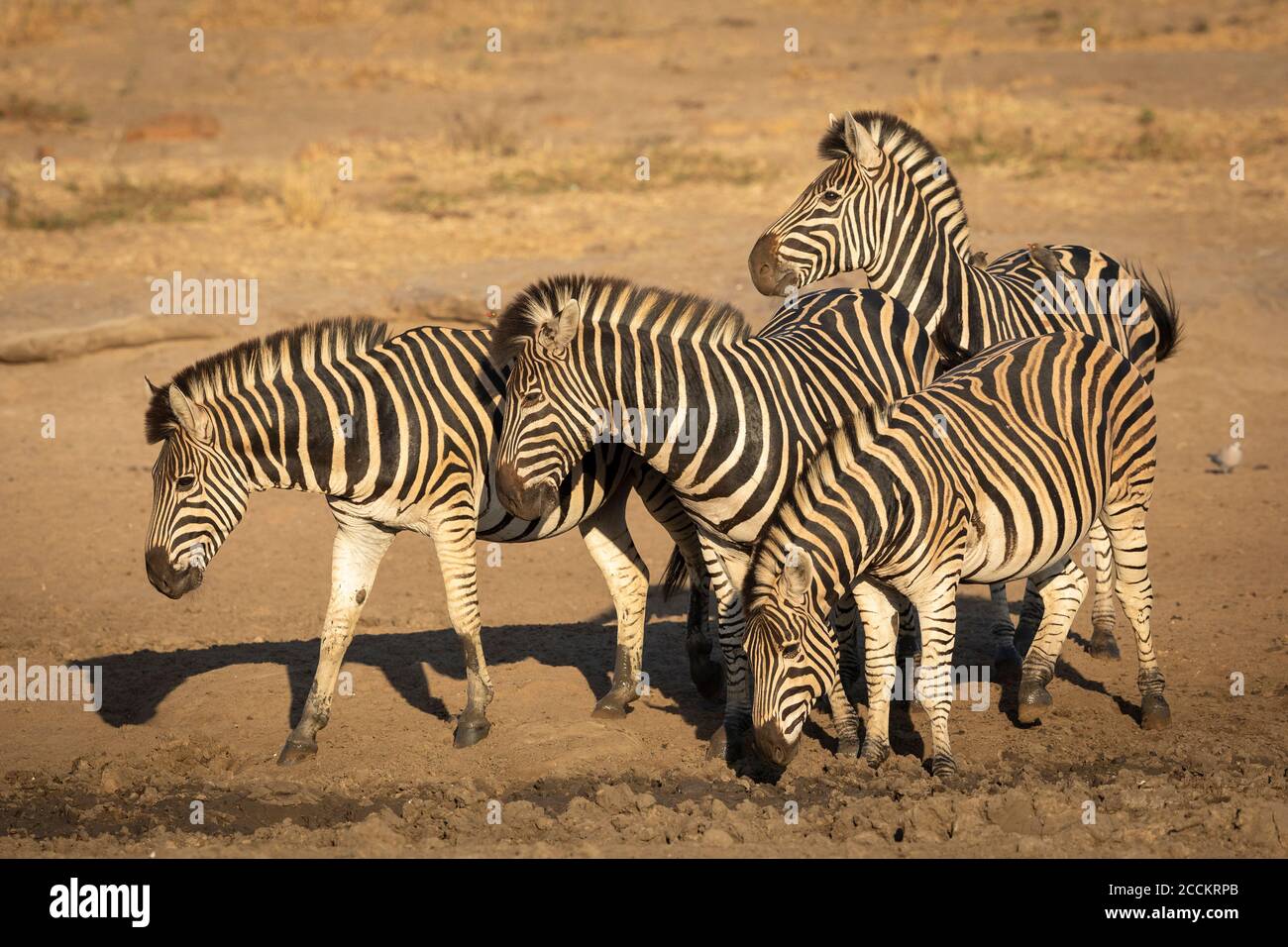 Oxpeckers And Zebras