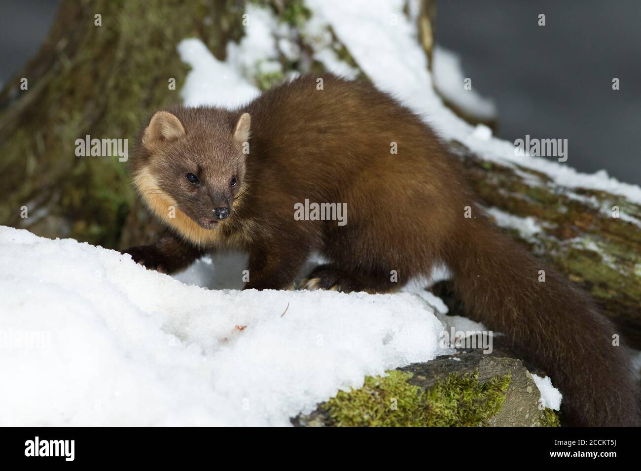Marten standing hi-res stock photography and images - Alamy
