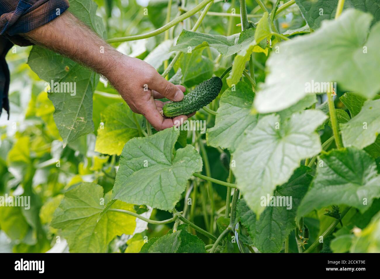 Man cucumber hi-res stock photography and images - Alamy
