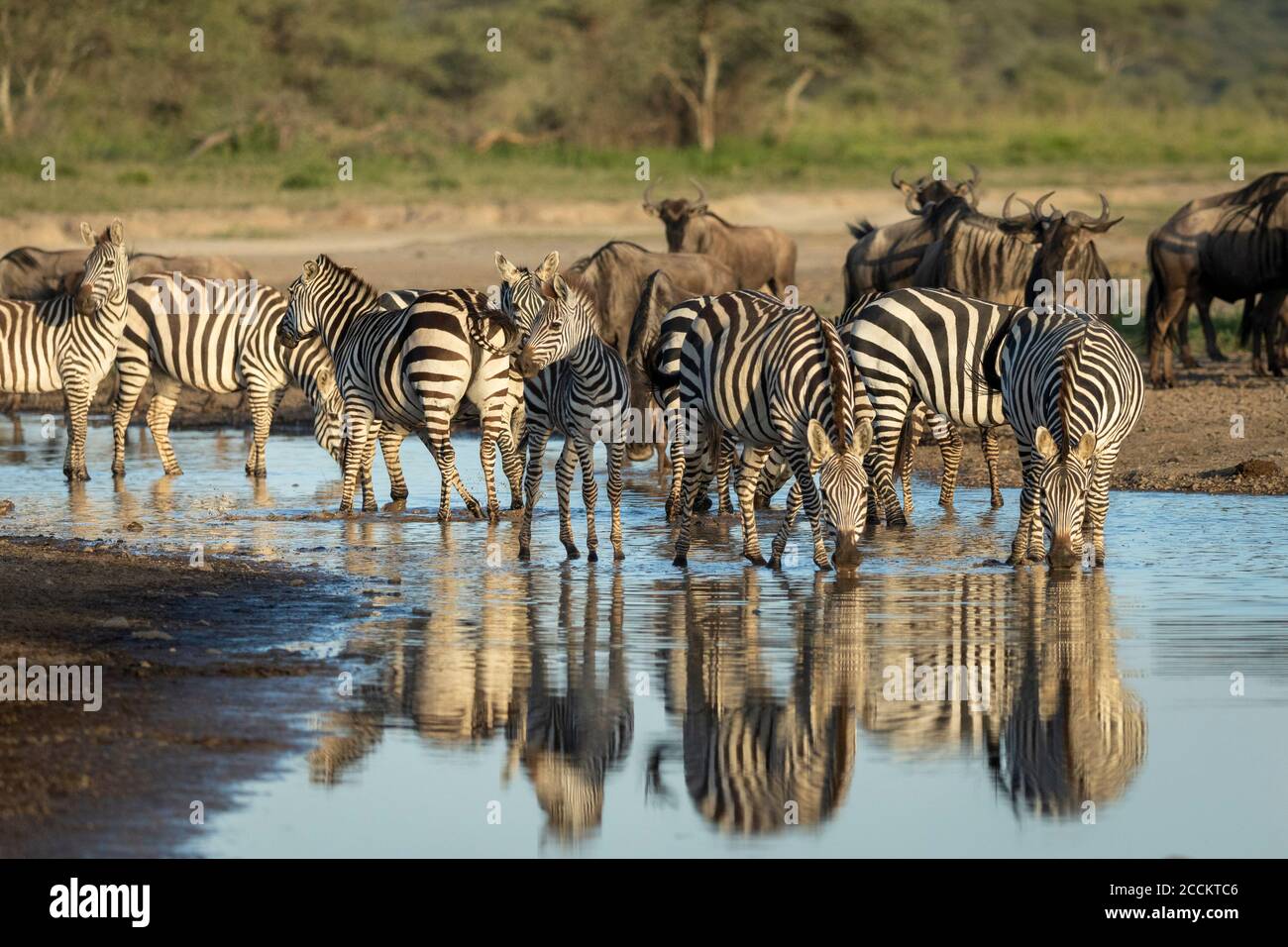 Zebra herd with wildebeest herd drinking water from a running river in ...