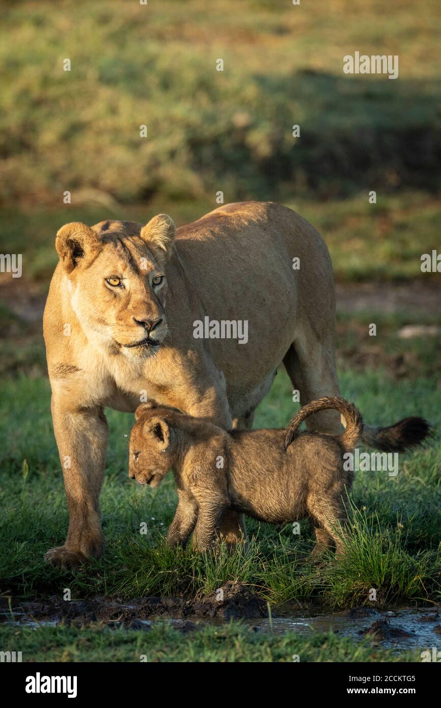 Lion full body vertical hi-res stock photography and images - Alamy