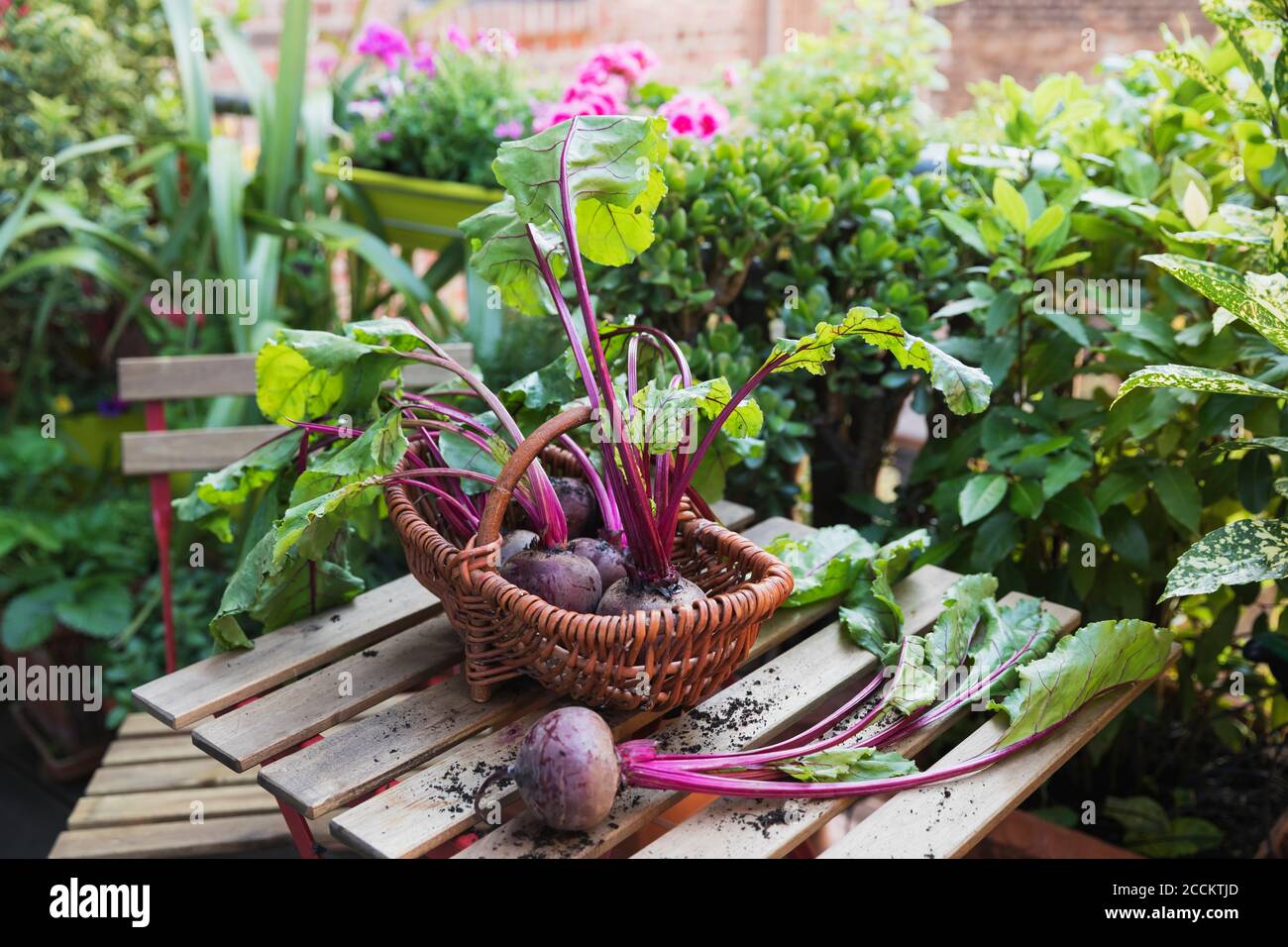 Basket of common beets harvested from balcony vegetable garden Stock ...