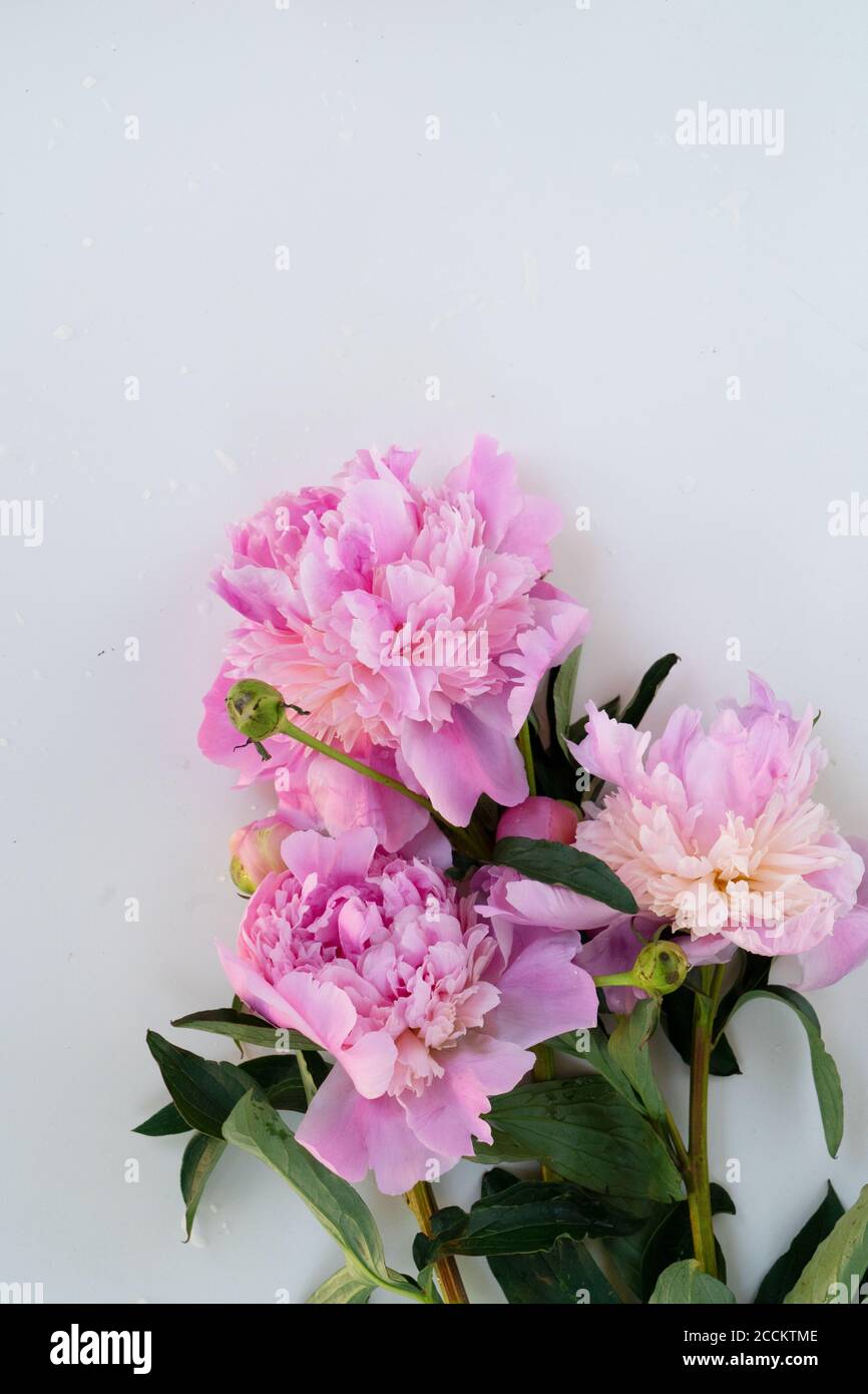 Fresh peony flowers Stock Photo - Alamy