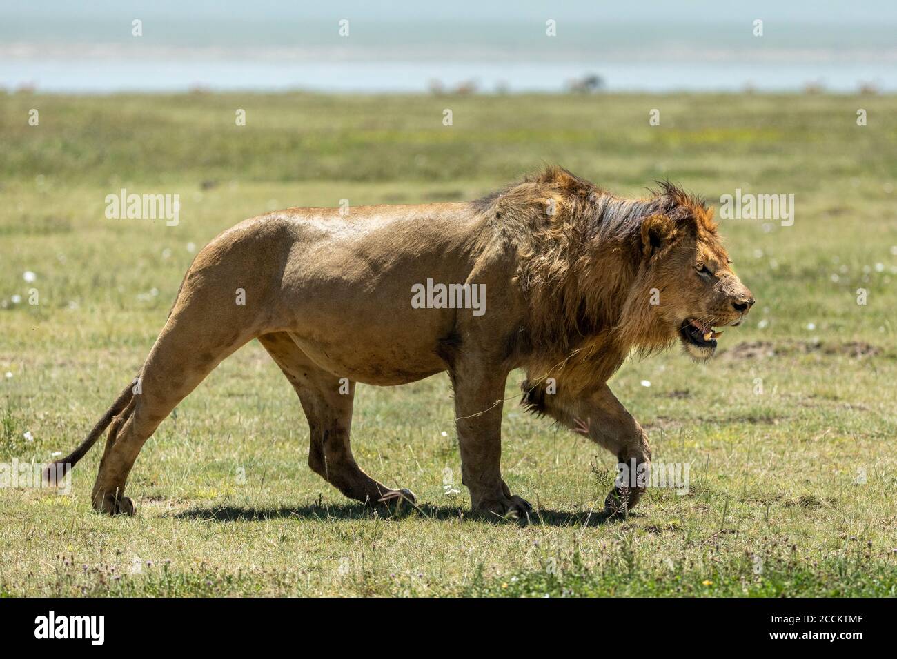 Male lion walking across green plains of Ngorongoro Crater in Tanzania ...