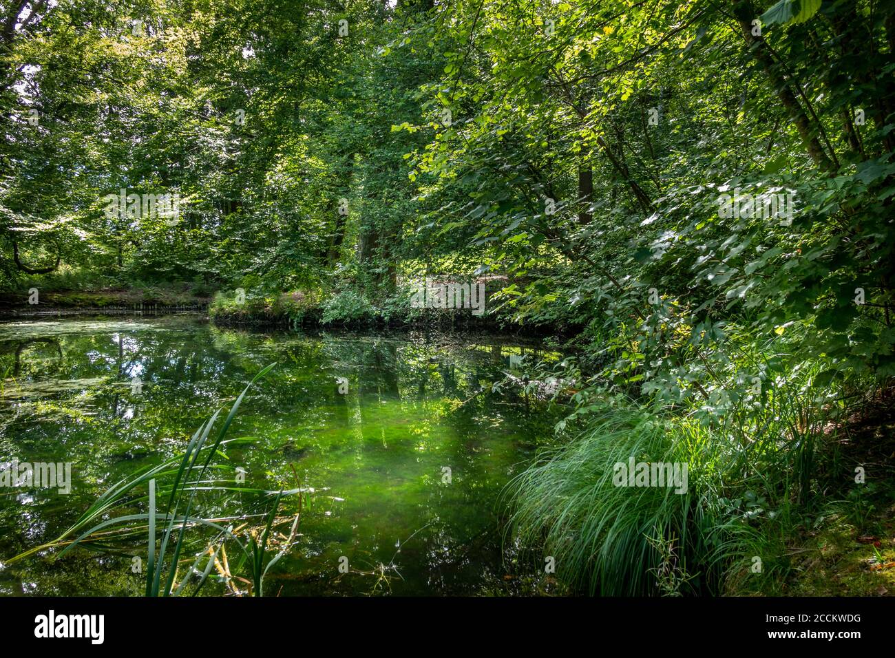 Pond in the forest, Bernried, Bavaria, Germany Stock Photo - Alamy